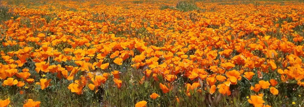 An Ohlone vision for the land » Shellmound